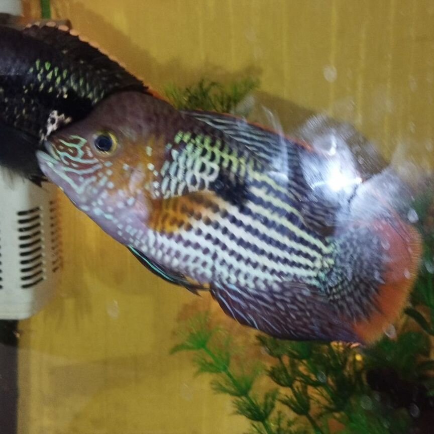 Акара бирюзовая