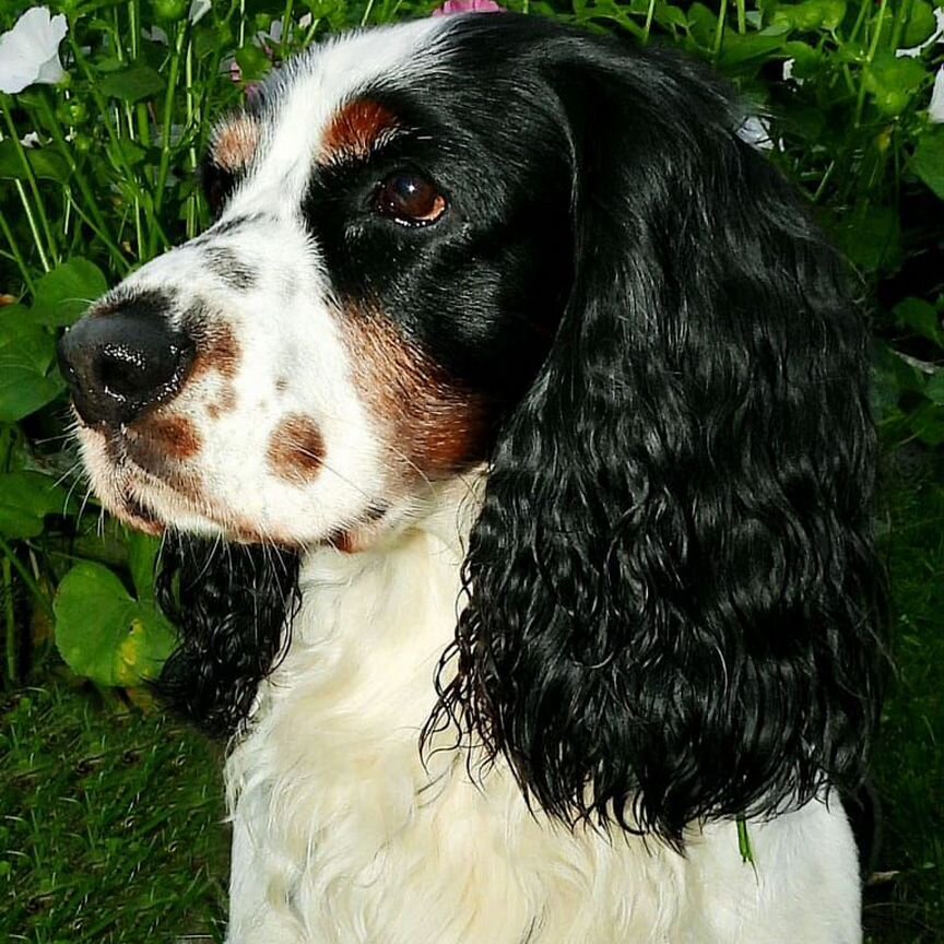 Вязка кобель русский охотничий спаниель.Не продаю