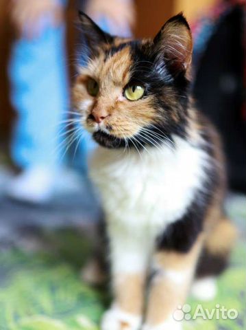 Чудесный трехцветный котенок кошечка