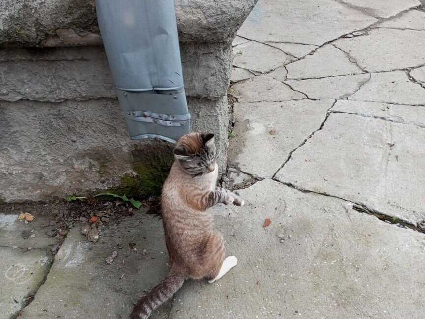 Отдам кошку в добрые руки