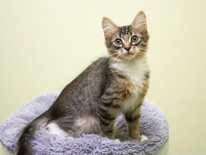 Котик Афоня