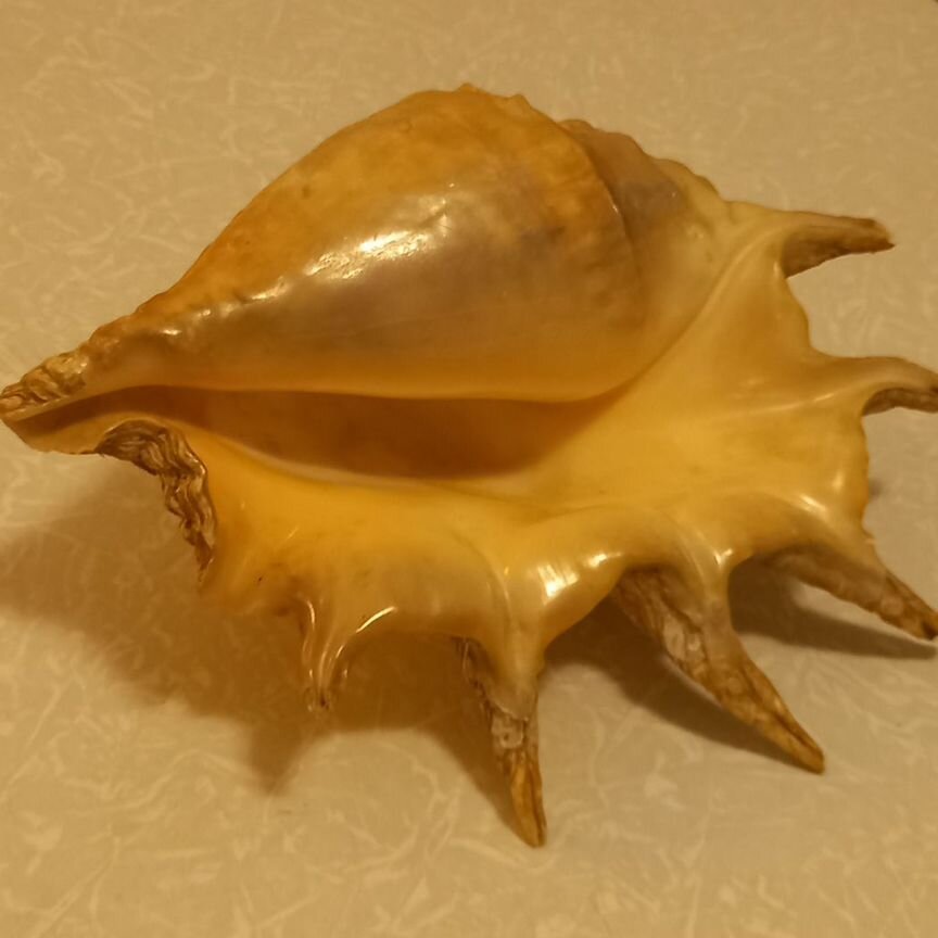 Большая морская раковина