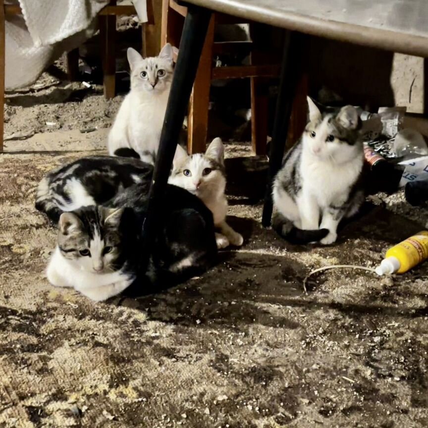 Котята в добрые руки