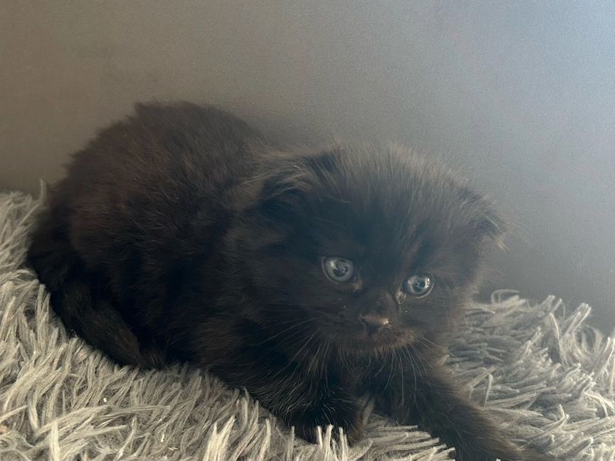 Британские котята