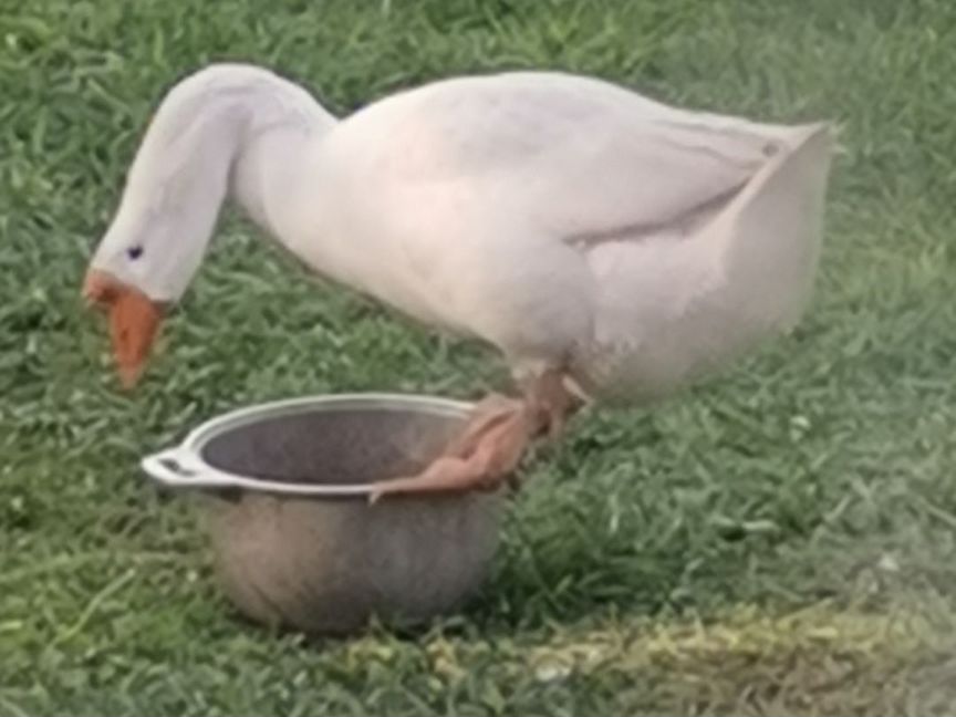 Гусь белый мальчик