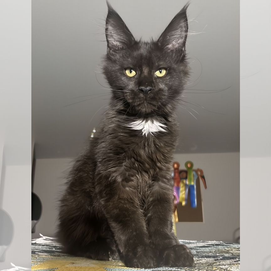 Мейн-кун котёнок