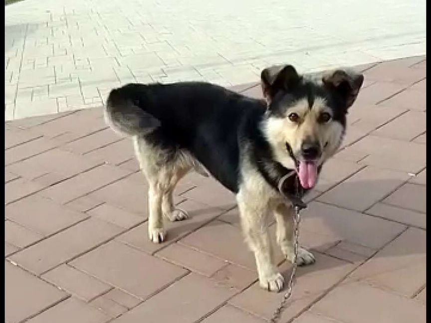 Отдам собаку