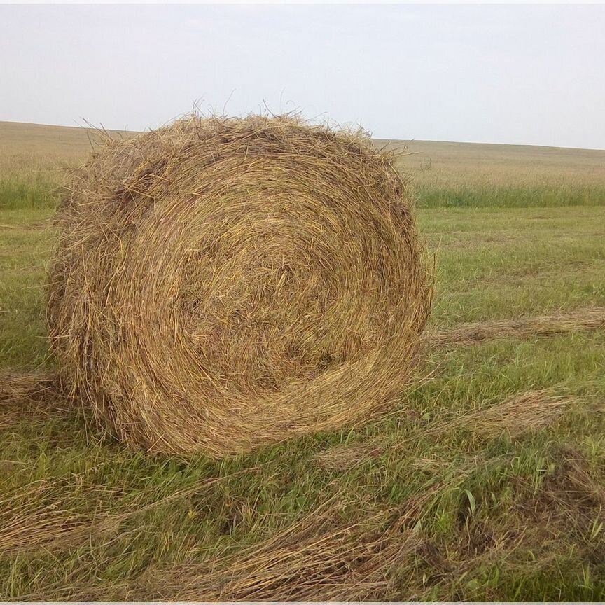 Сено луговое в тюках