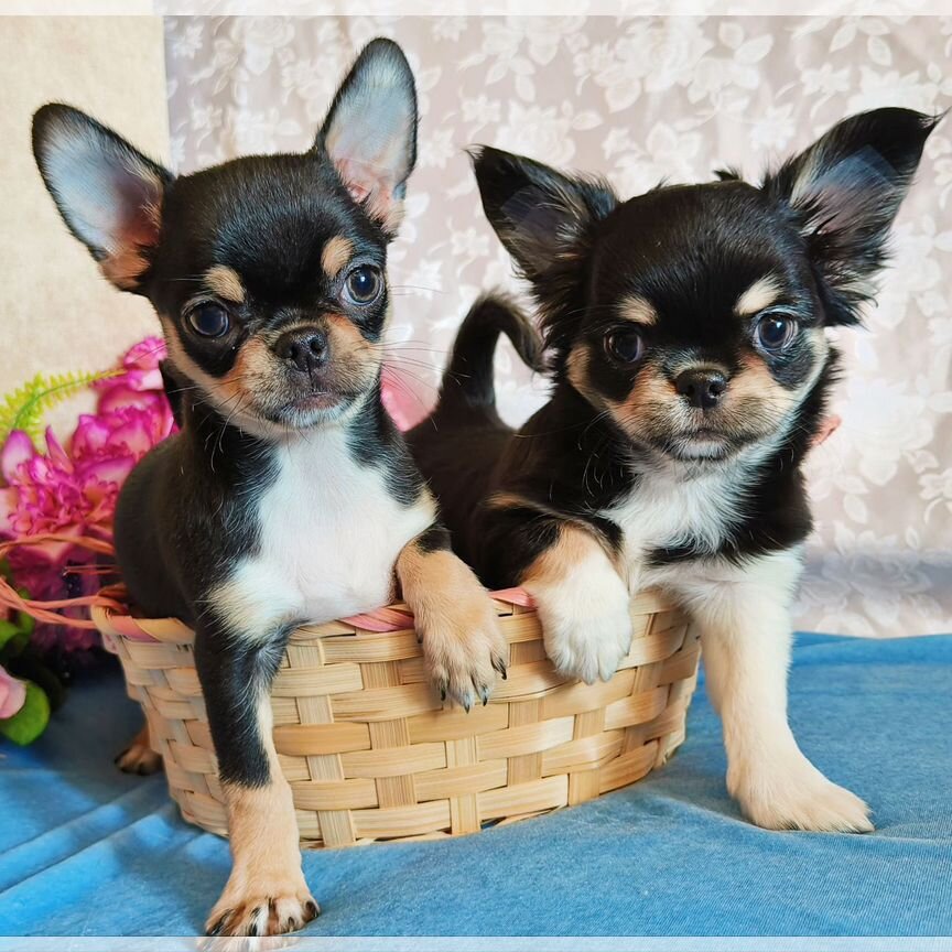 Девочки чихуахуа разных окрасов