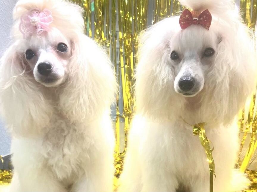 Шикарные девочки той пуделя