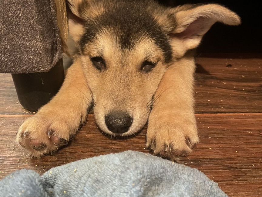 Мия ищет дом