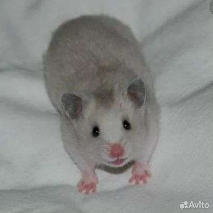 Сирийский хомяк в добрые руки