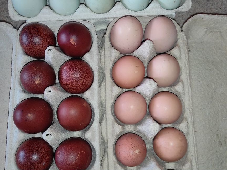 Маран, Билефельдер, Легбар, Загорская лососевая