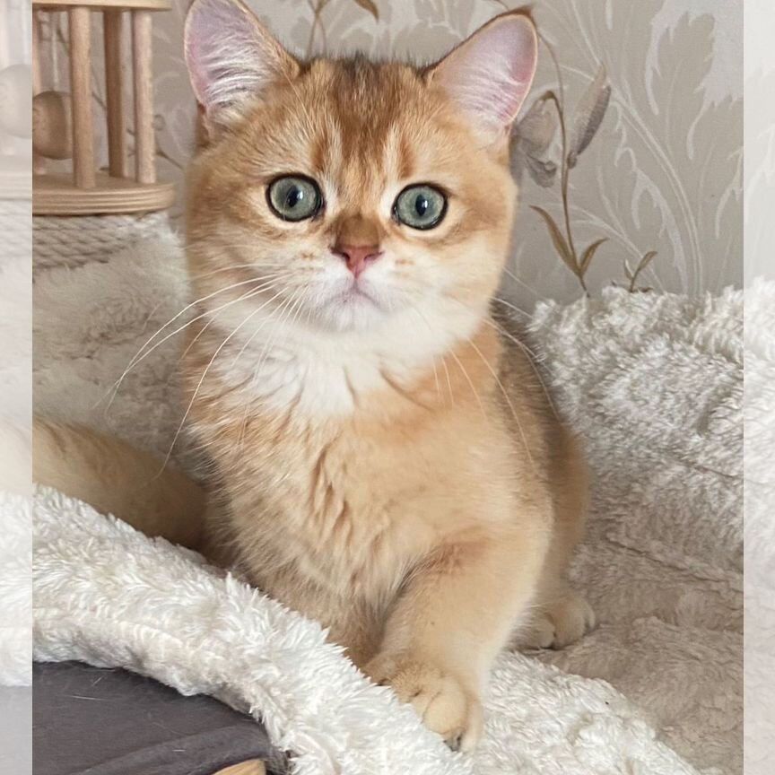 Шотландский котик ny 12