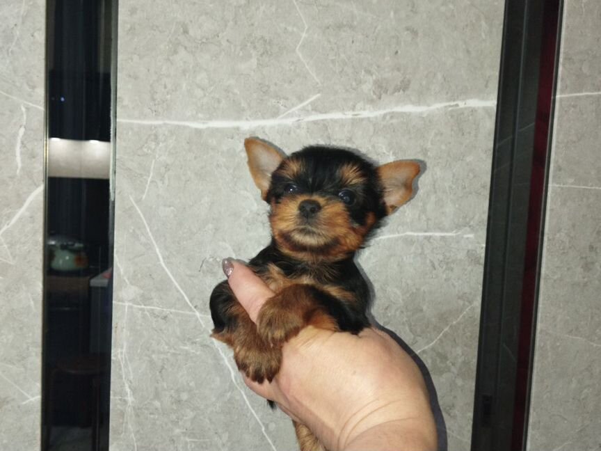 Йоркширский терьер мини щенки