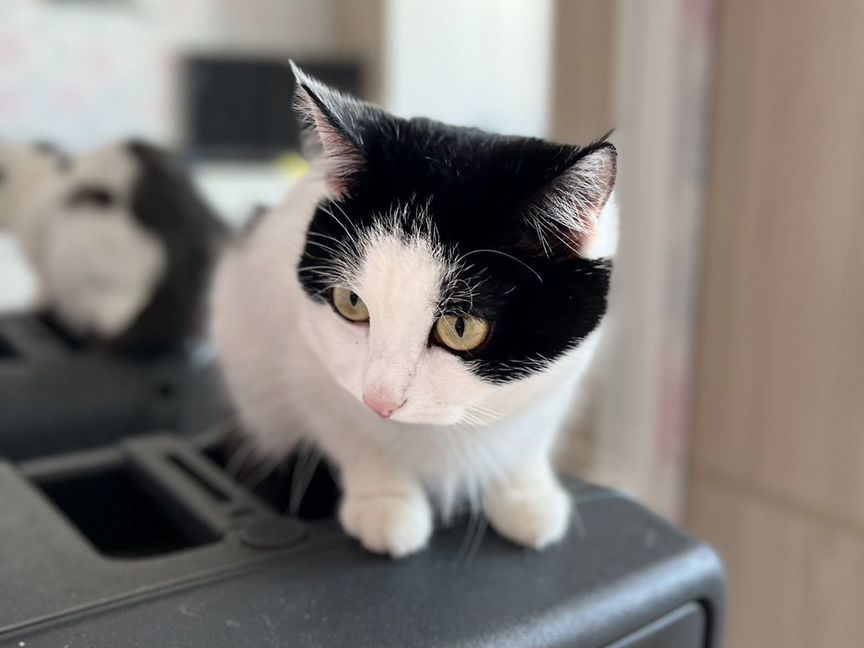 Красивая кошечка Люся