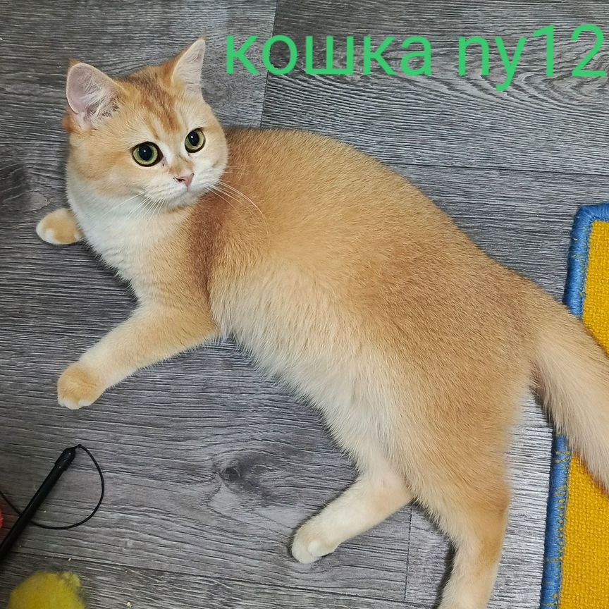 Кошка золотая шиншилла ny12