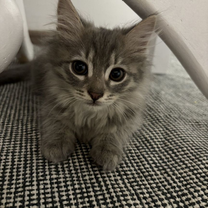 Котенок сибиряк мальчик