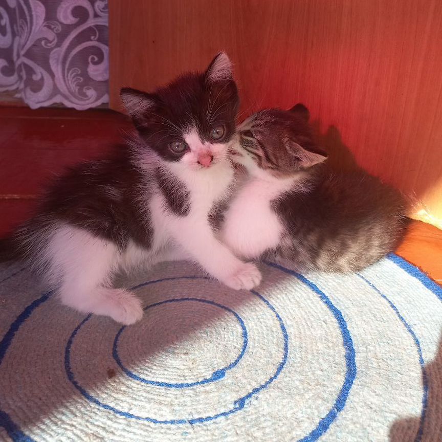 Котята в добрые руки