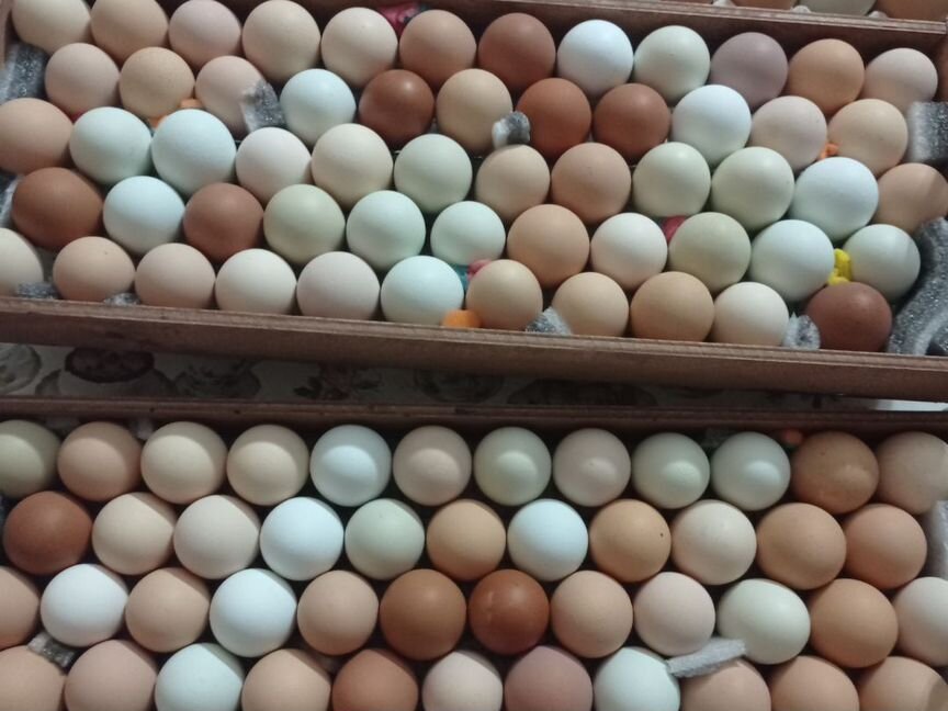 Инкубационное яйцо