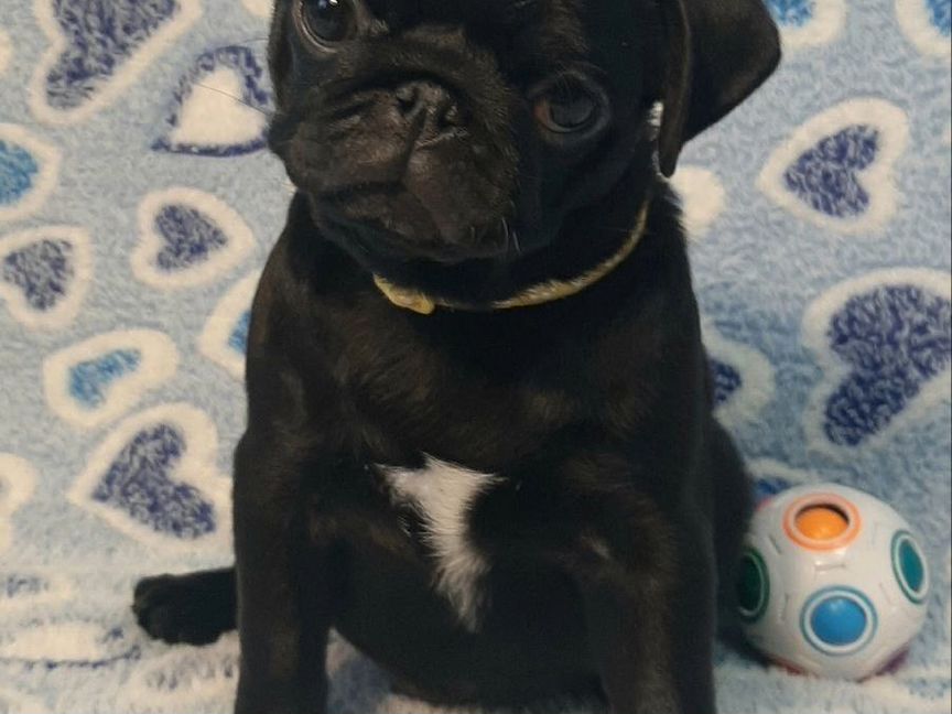 Щенки мопса