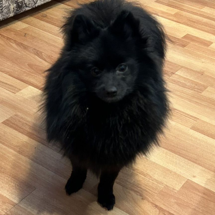 Немецкий шпиц, щенок