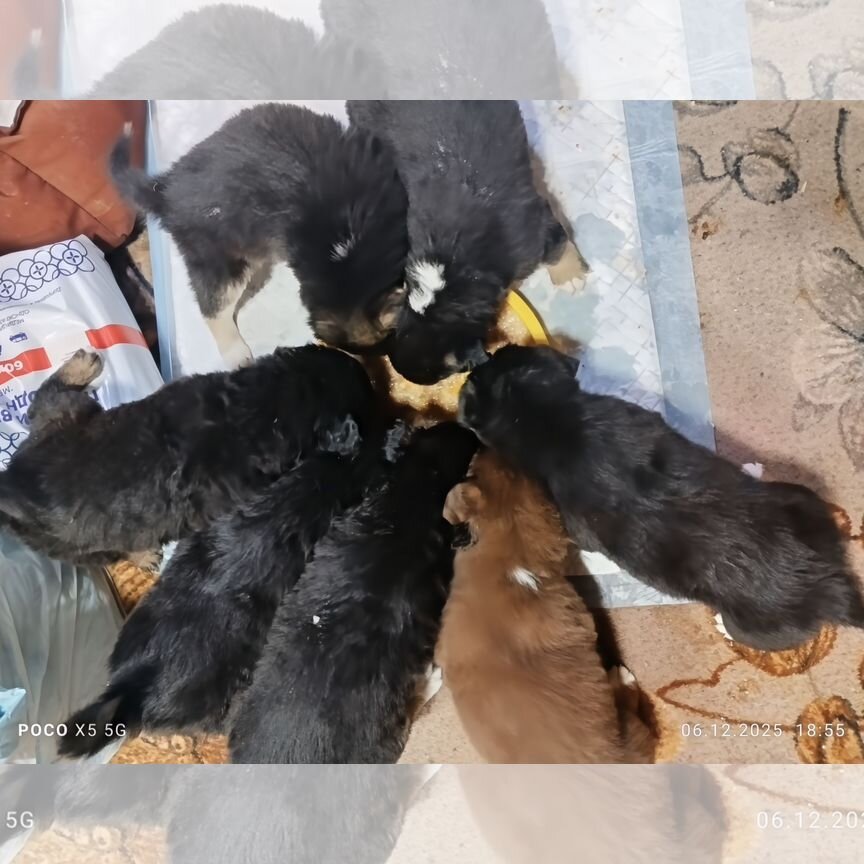 Щенок в добрые руки