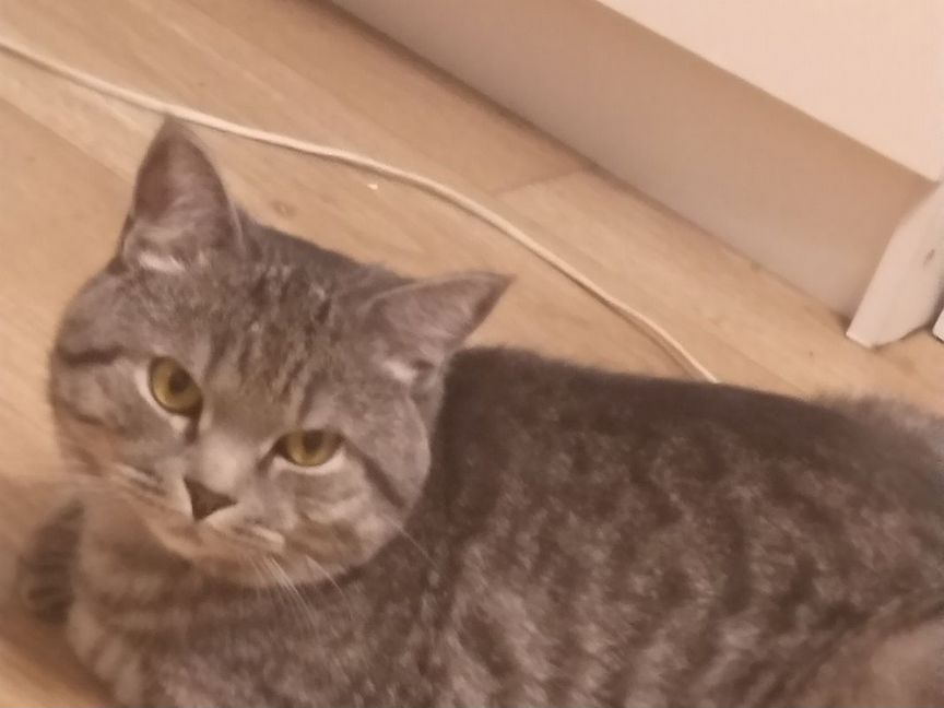 Кот британец в дар