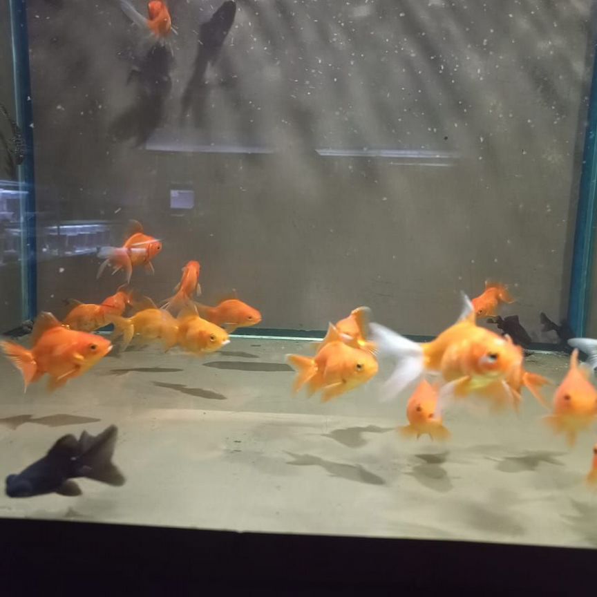 Золотые рыбки вуалехвосты и др