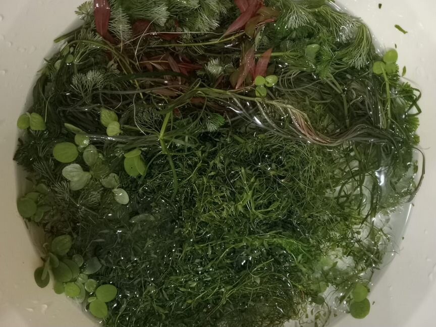 Аквариумные растения (прополка)