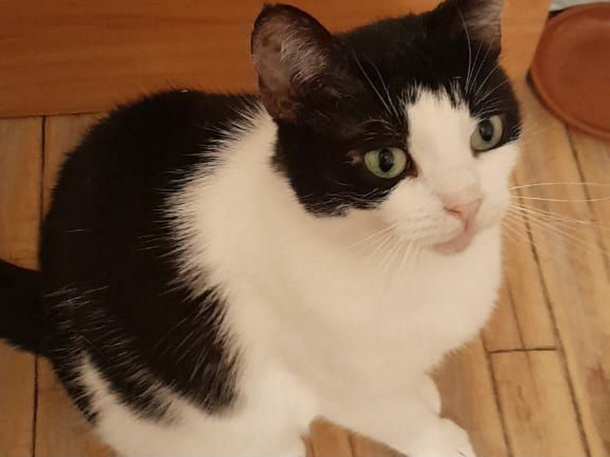 Котик Маркиз