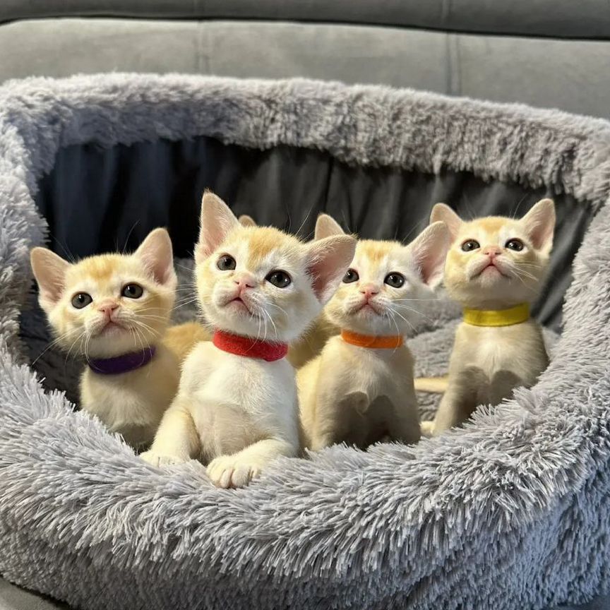 Европейский бурманский котёнок