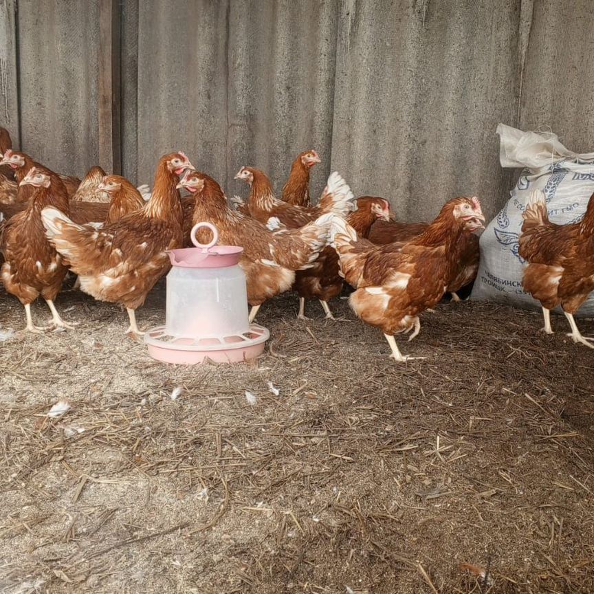 Куры молодки