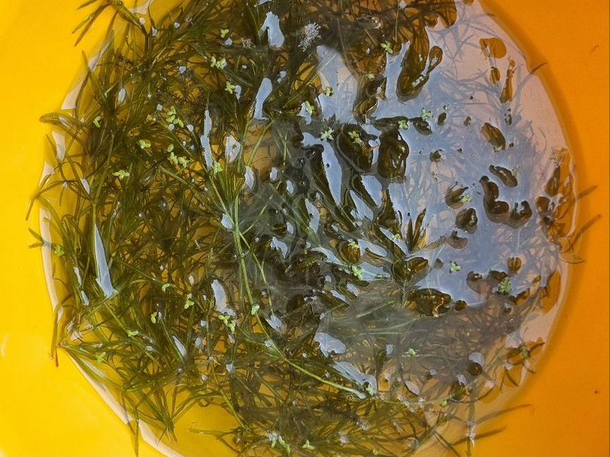 Водрасли для аквариума