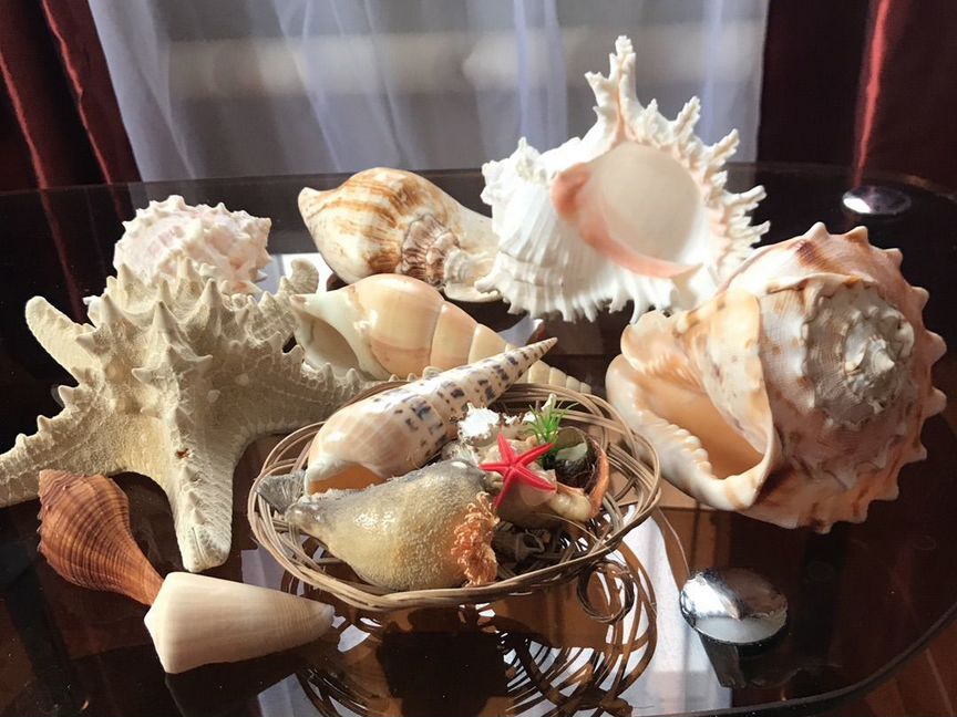 Ракушки для аквариума