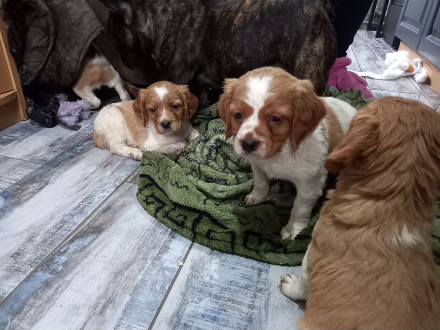 Щенки эпаньеле бритон