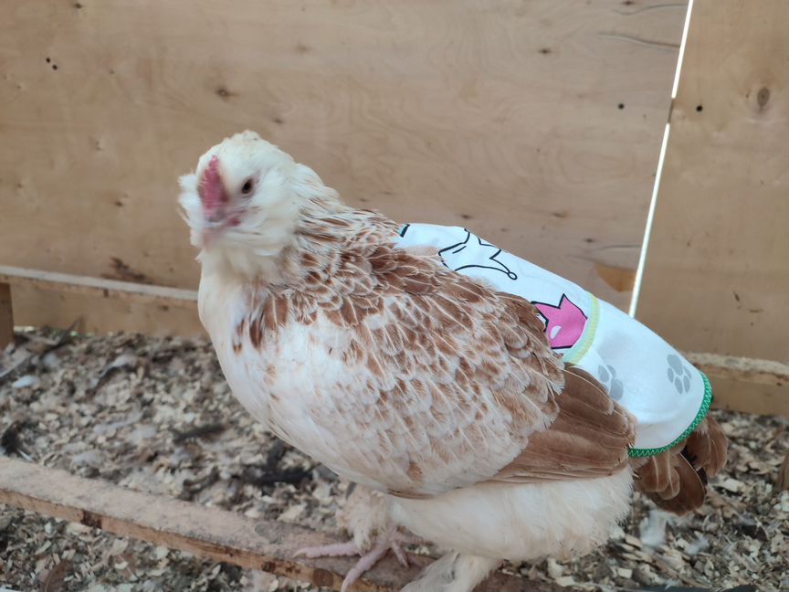 Яркие удобные попоны для кур