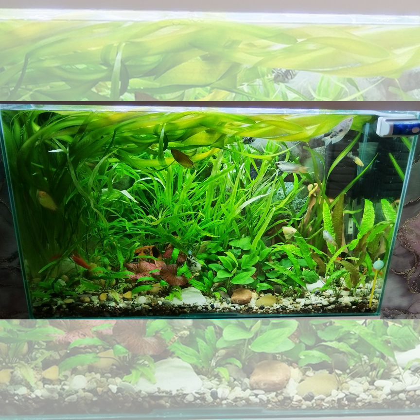 Аквариумное растение