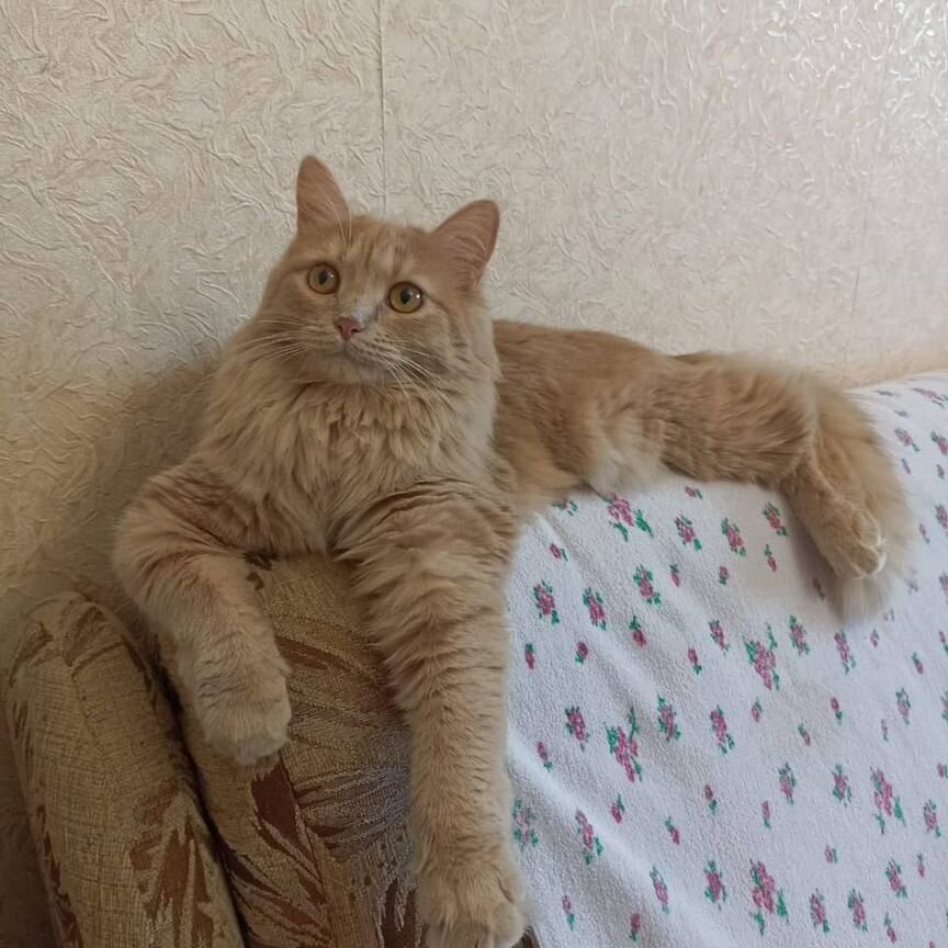 Кошечка в добрые руки