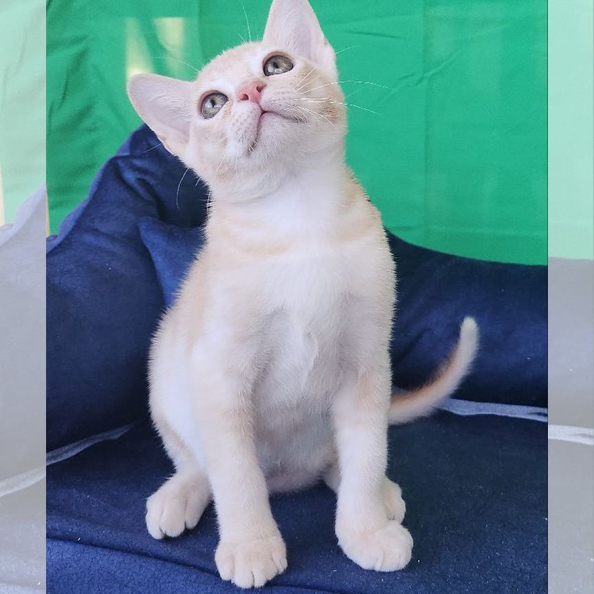 Золотые детки