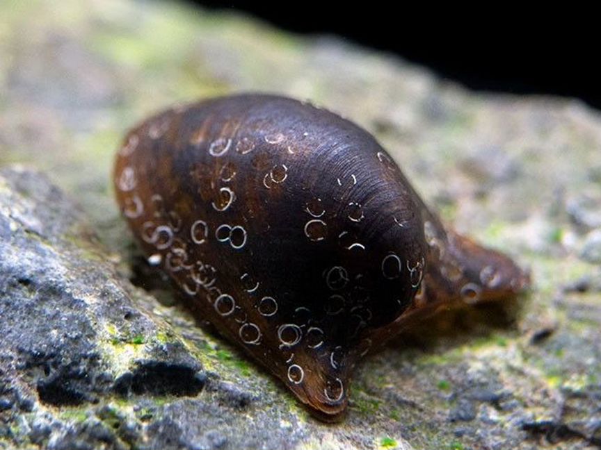 Улитка летучая мышь (Бэтмен, Neripteron auriculat