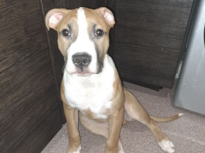 Стаффордширский терьер