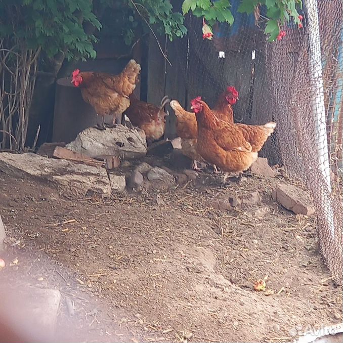 Куры несушки продам