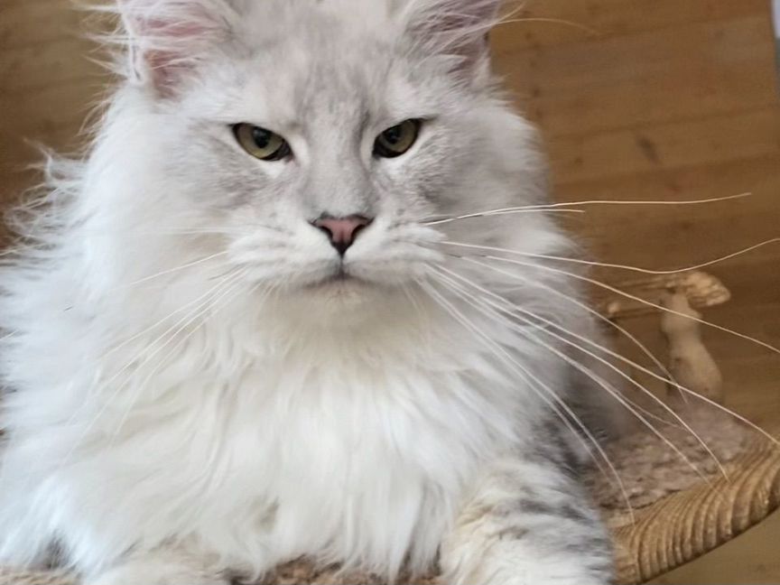 Мейн-кун котик