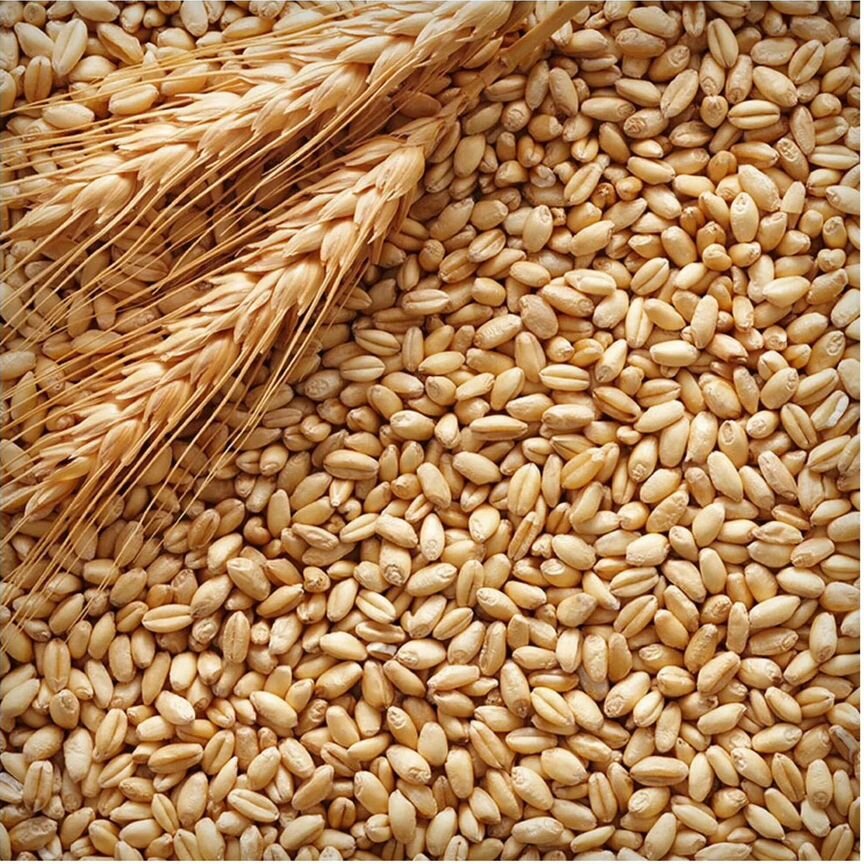 Семена пшеницы яровой