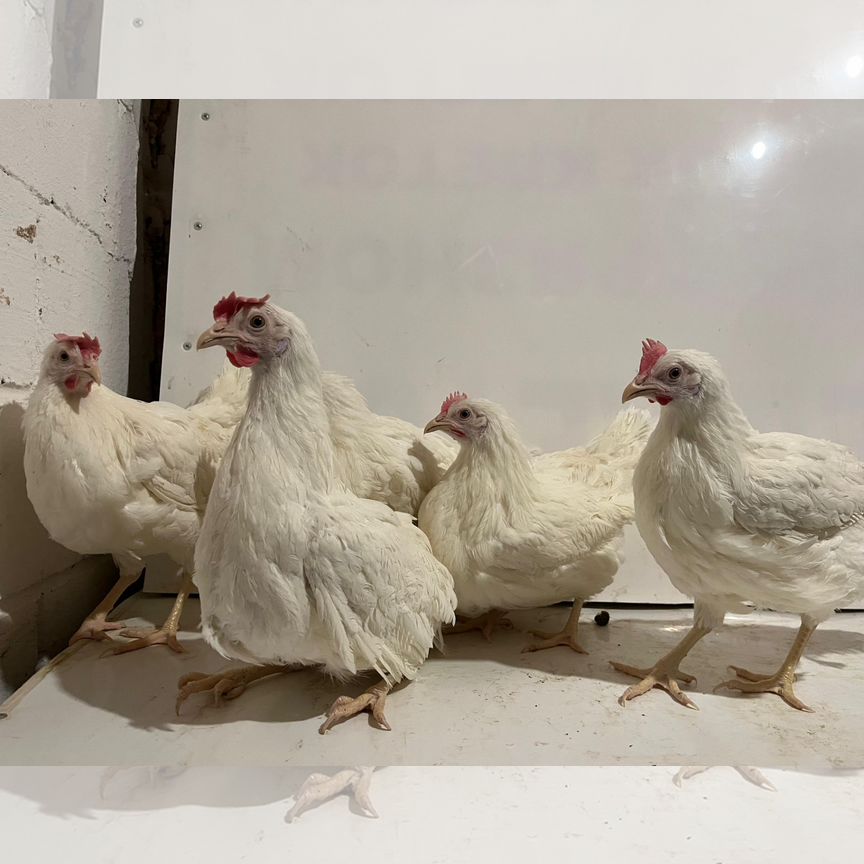 Куры несушки Браун Ник, Ломан Уайт, Супер Ник