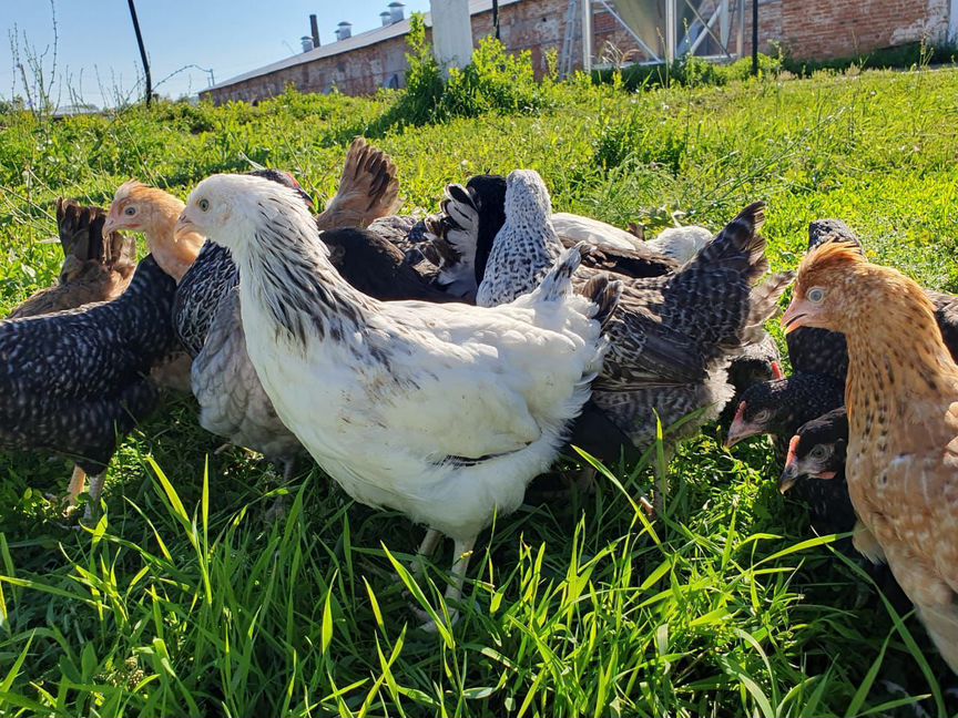 Куры Молодки