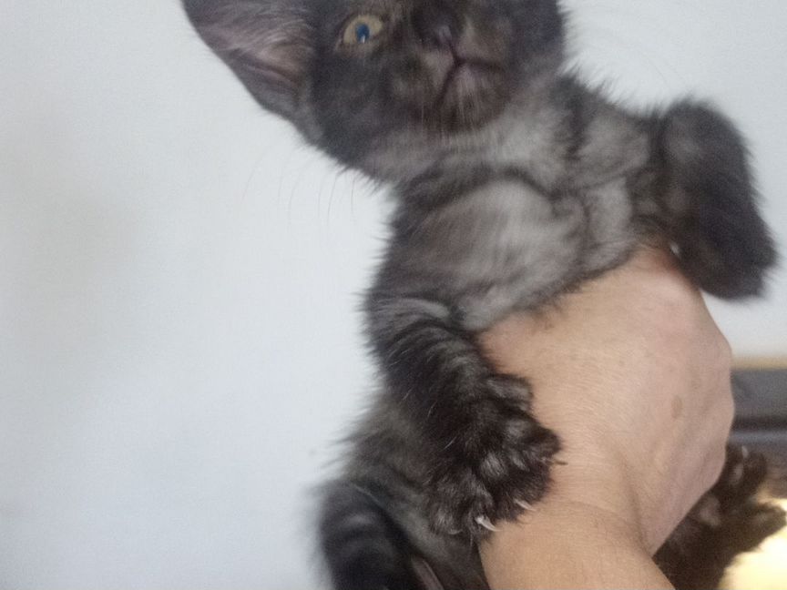 Котята в добрые руки бесплатно