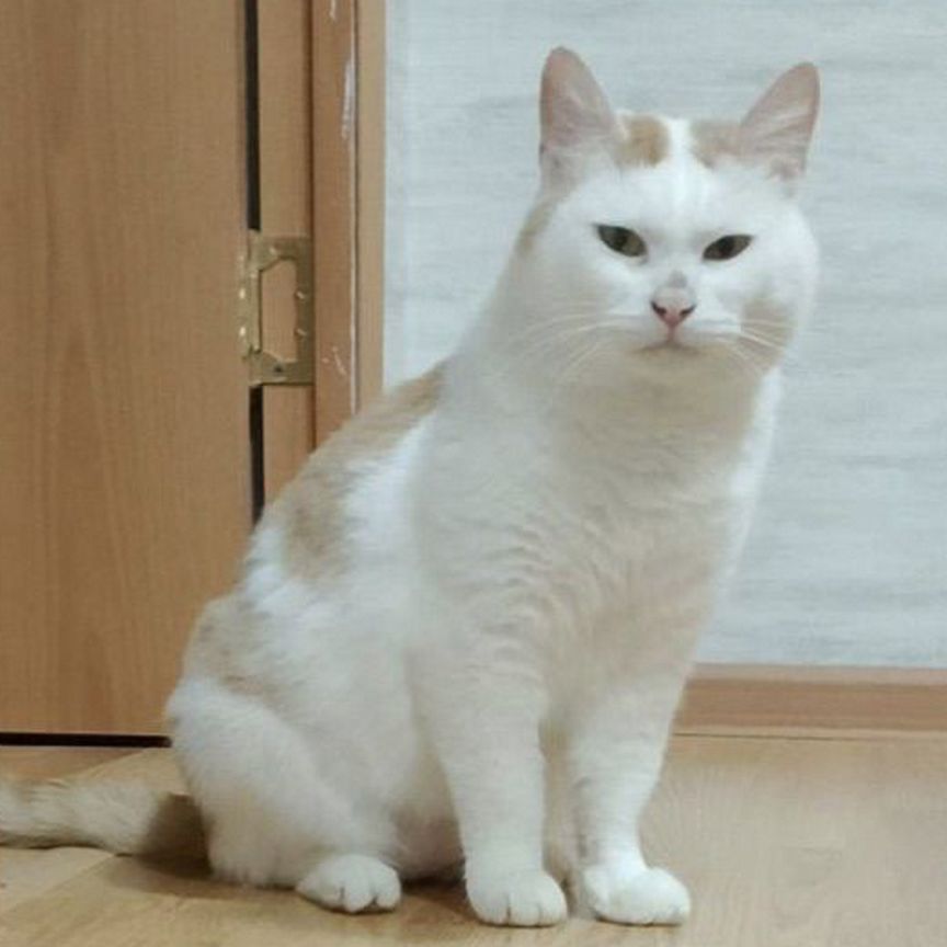 Взрослый кот в добрые руки