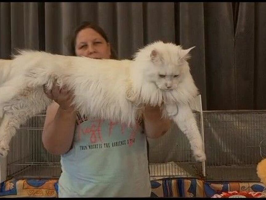 Кот шадед
